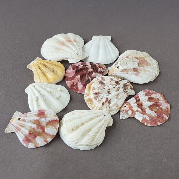 Drilled Seashells - Etsy