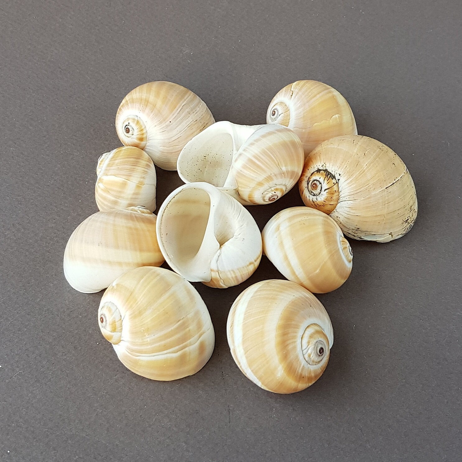 10 Pcs Shark Eye Moon Seashells, Striped Natica Shells, Snails Seashell ...