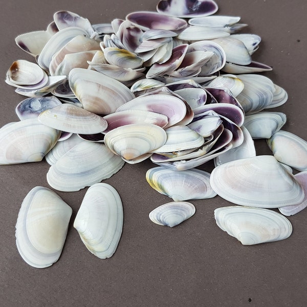 Bulk Seashells - Etsy