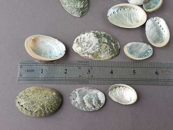 Home & Hobby Craft Supplies & Tools - Small Abalone Shell Beach Wedding ...