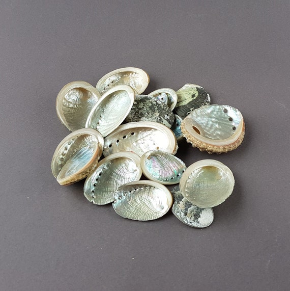Home & Hobby Craft Supplies & Tools - Small Abalone Shell Beach Wedding ...