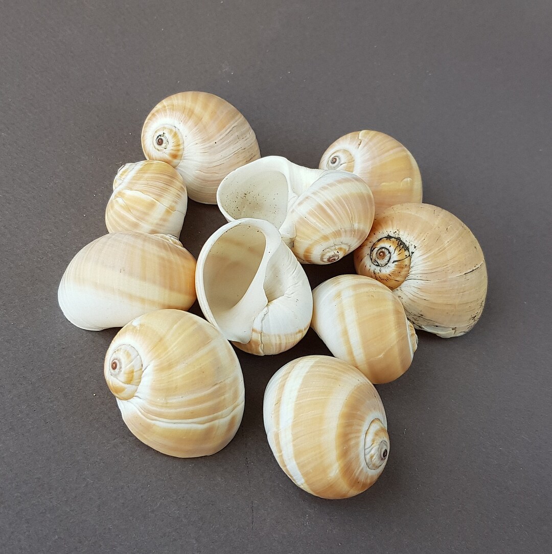10 Pcs Shark Eye Moon Seashells, Striped Natica Shells, Snails Seashell ...