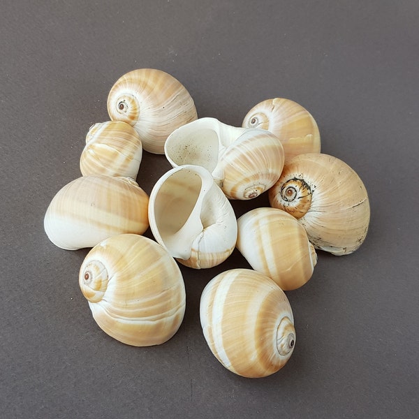 Seashell Bulk - Etsy