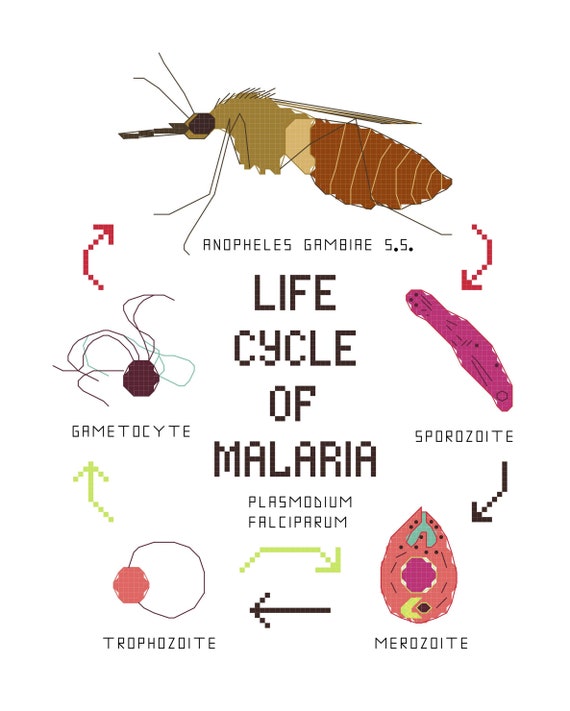 Anopheles Mosquito Life Cycle