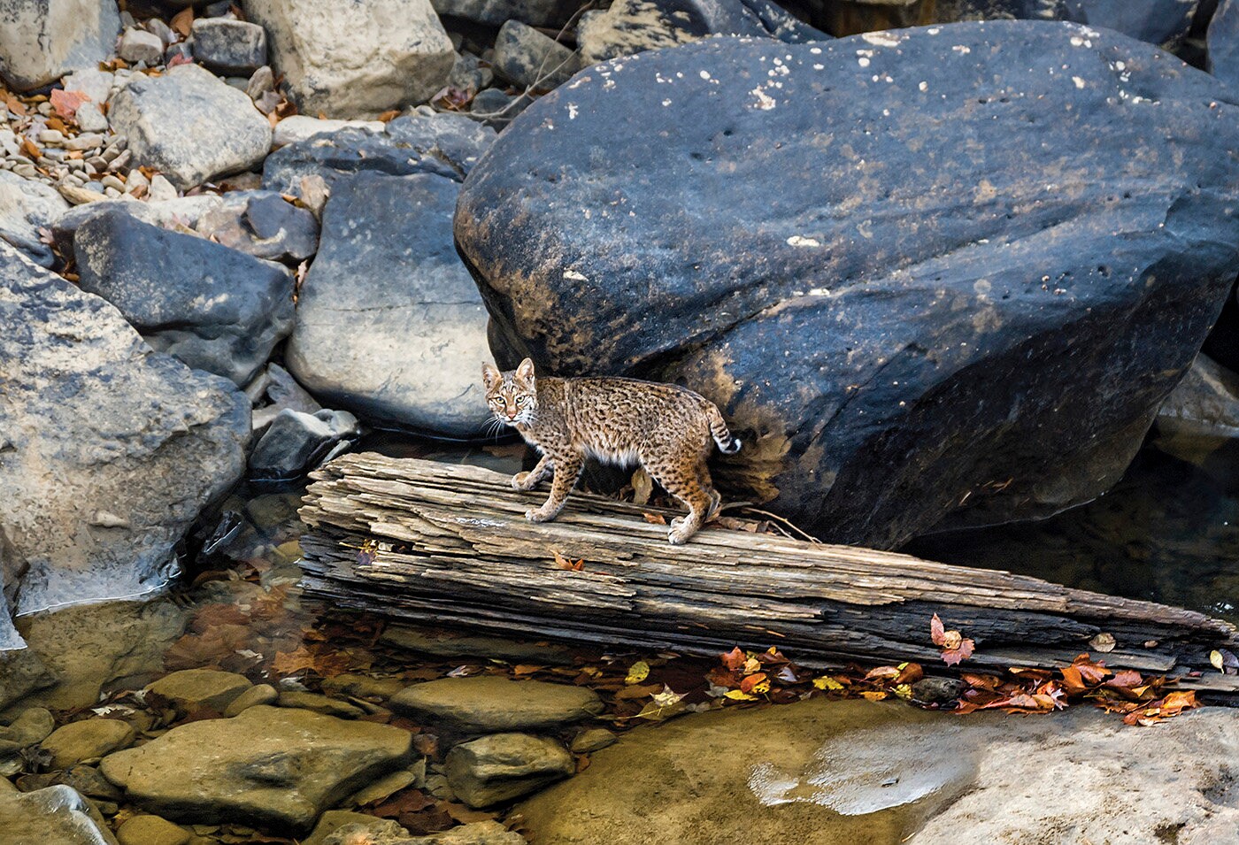 A Kentucky Wildcat Print lithograph - Etsy