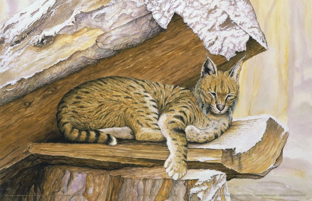 Artist-signed Print of "kentucky Wildcat" by Watercolorist/fine Artist ...