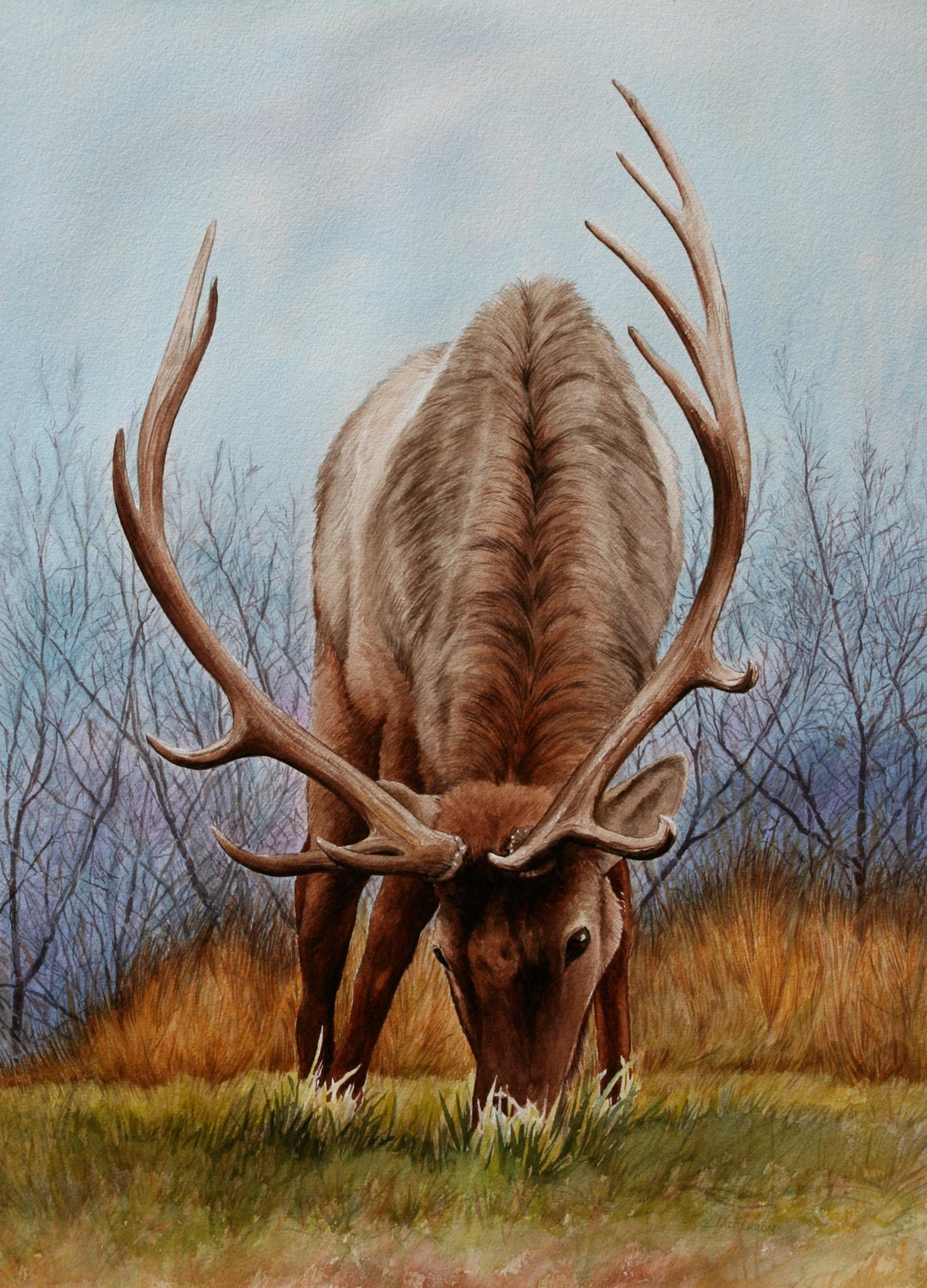 Artist-signed Print of "bull Elk" by Watercolorist/fine Artist: Mark ...