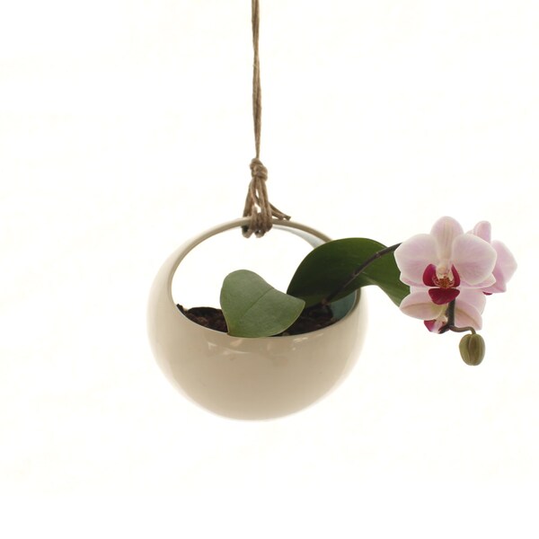 Hanging Orchid Pot - Etsy