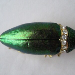 Real Beetle Green Iridescent Rhinestone Clear Red Brooch Pin Gold ...