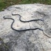Sneaky Snake Hand Forged Garden Ornament-great for Scaring Birds Away ...
