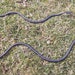 Sneaky Snake Hand Forged Garden Ornament-great for Scaring - Etsy