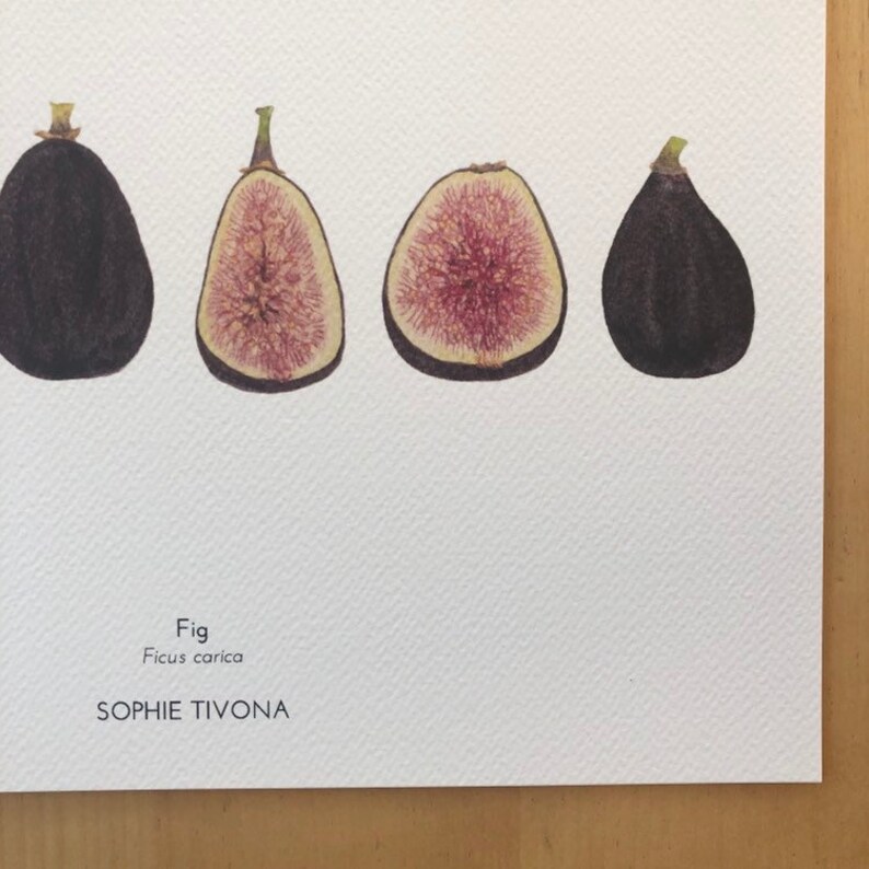 Figs Botanical Watercolor Giclée Print - Etsy