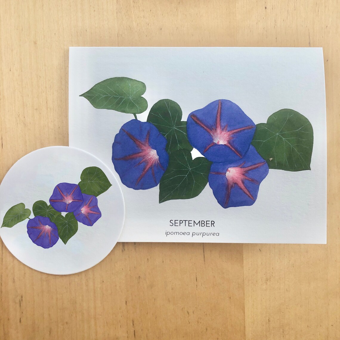 September Birth Flower Morning Glory Watercolor Greeting Card - Etsy
