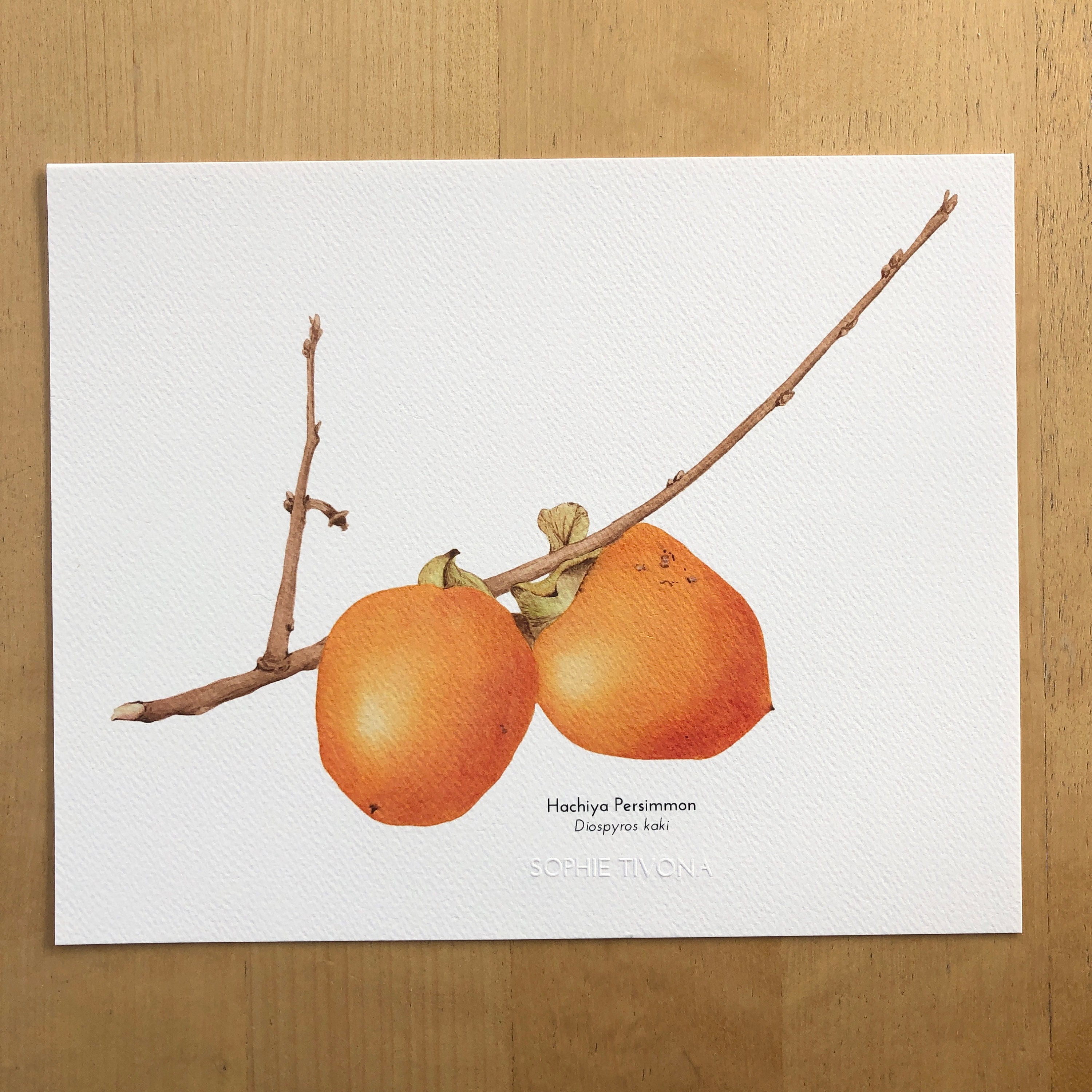 Persimmons Botanical Watercolor Giclée Print - Etsy