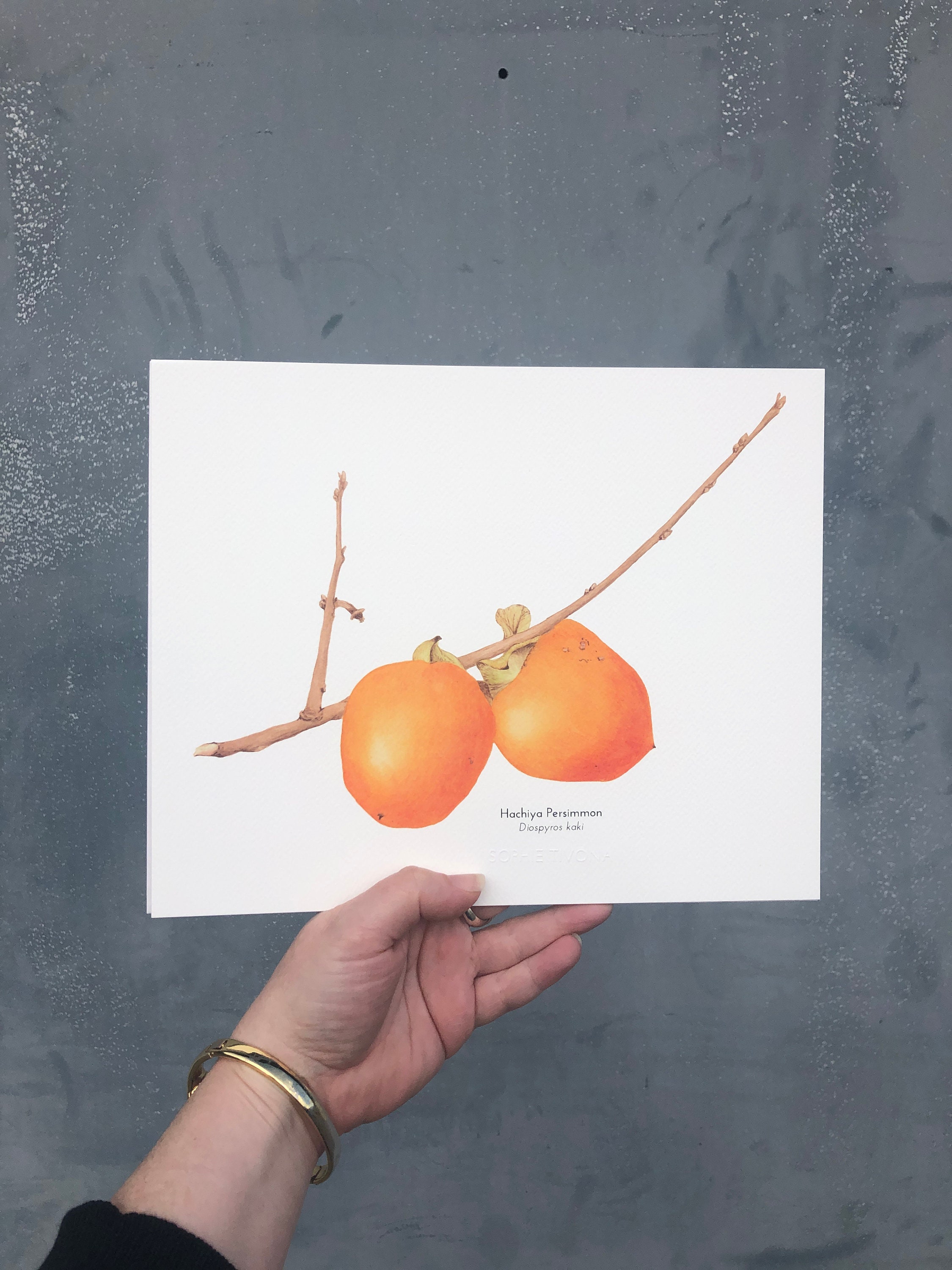 Persimmons Botanical Watercolor Giclée Print - Etsy