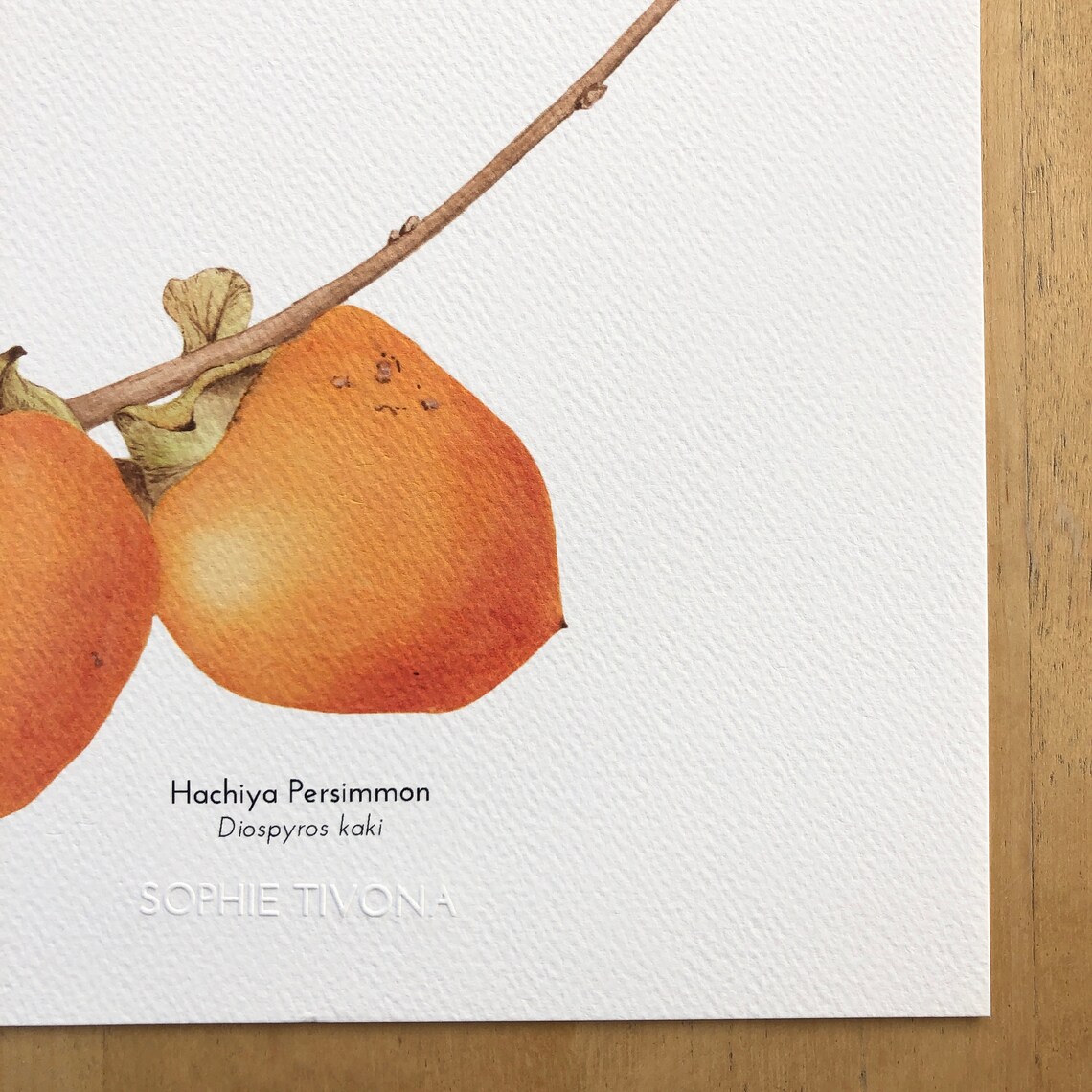 Persimmons Botanical Watercolor Giclée Print - Etsy
