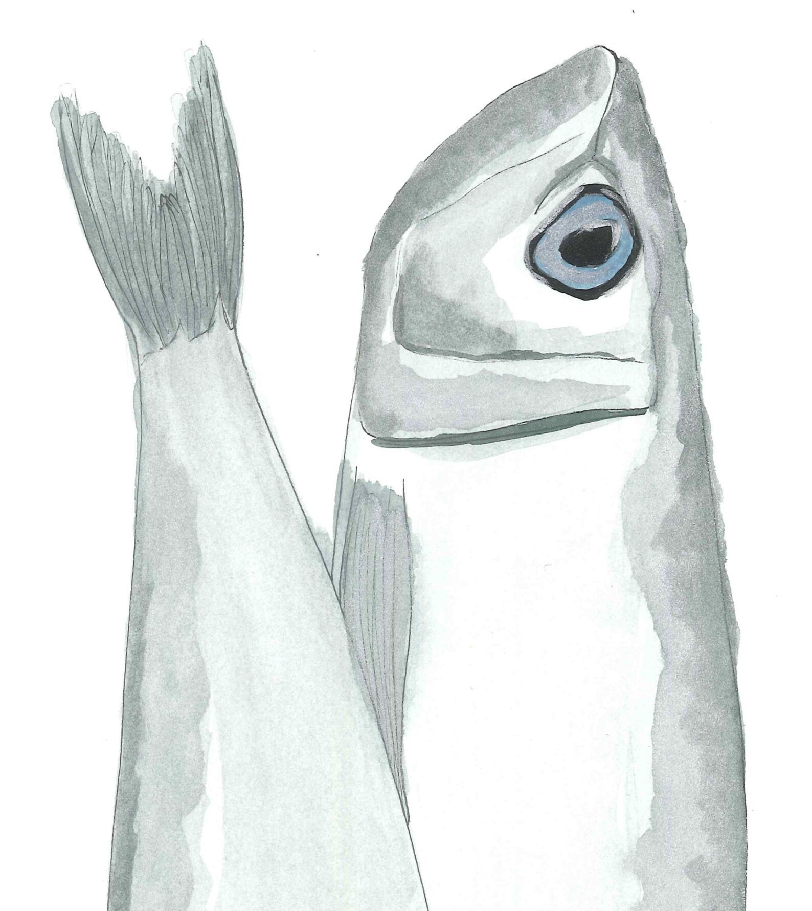 Slippery Original Ink and Watercolor Drawing Painting - Etsy