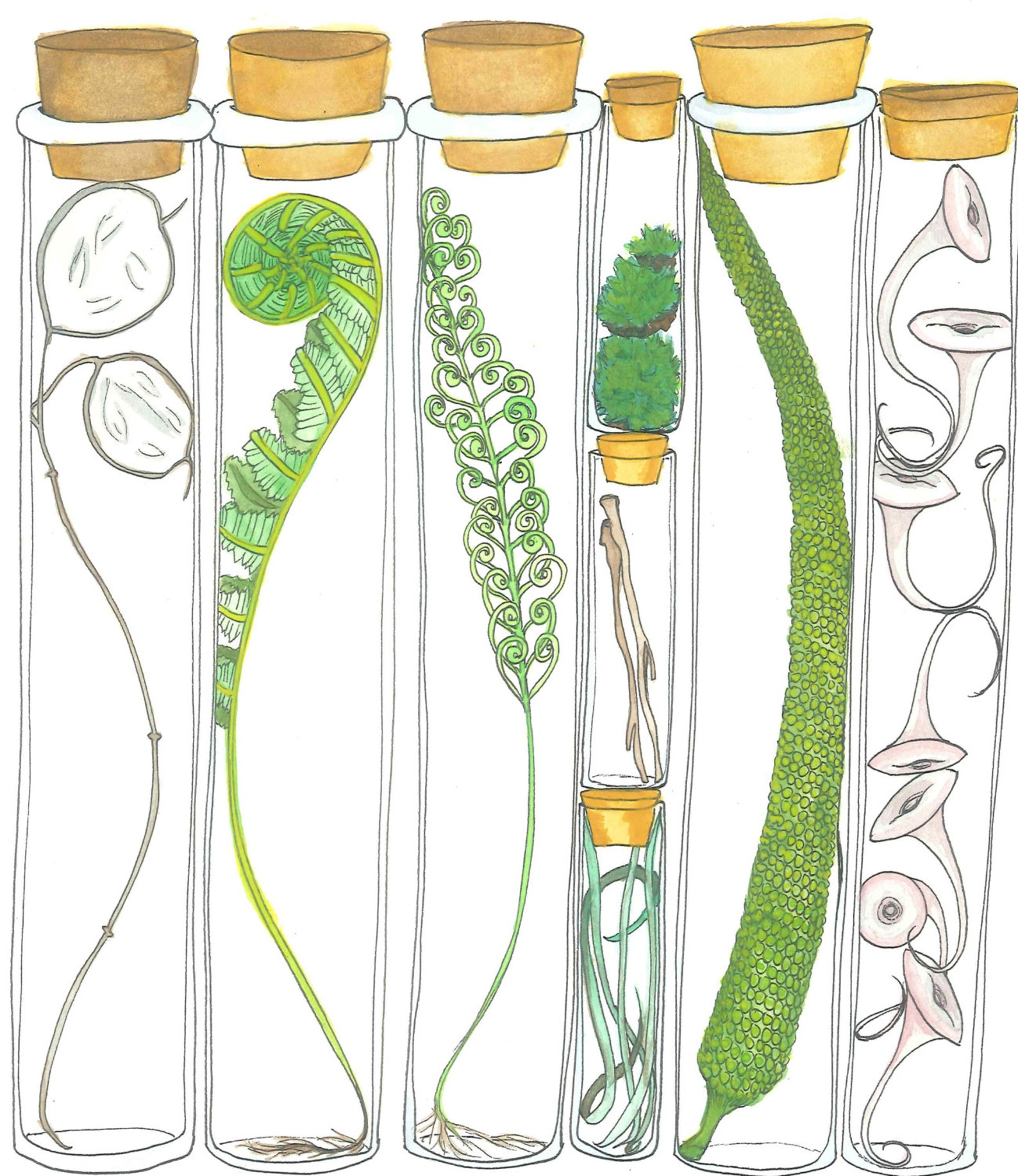 Specimens Original Ink and Watercolor Drawing Painting - Etsy