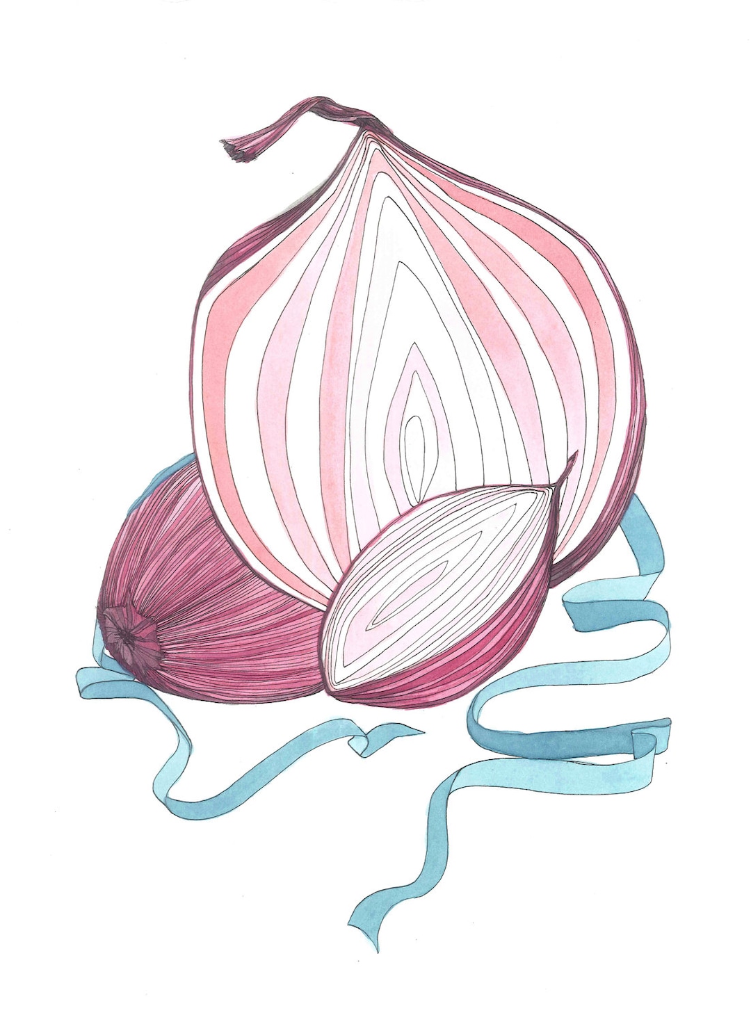 Red Onion - Original Ink and Watercolor Drawing, Painting, Illustration ...