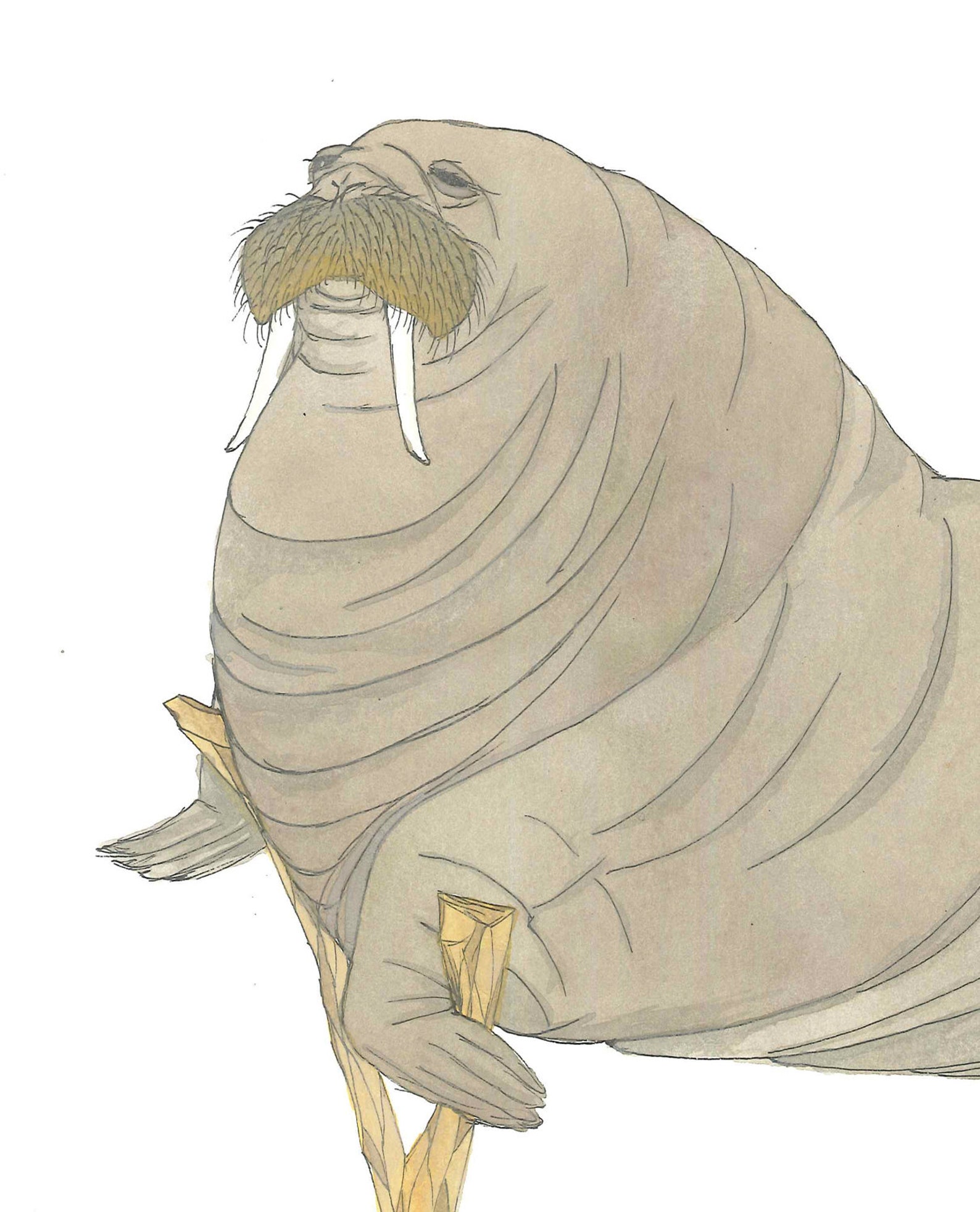 The Regal Walrus - Original Ink and Watercolor Drawing, Painting ...