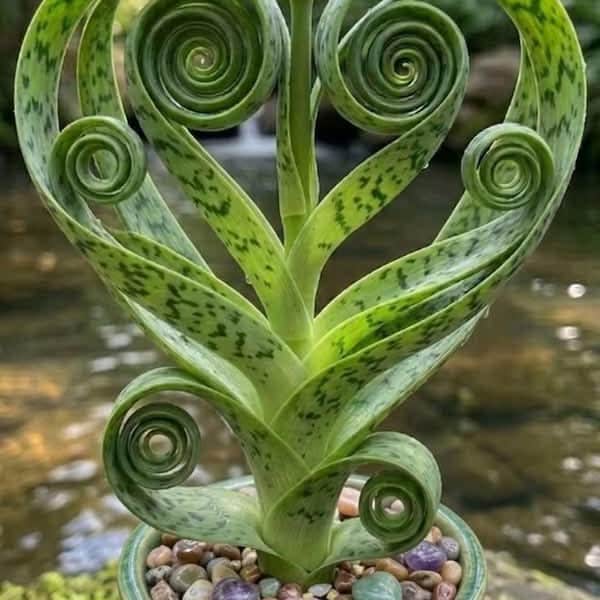 Spiral Snake Plants - Etsy