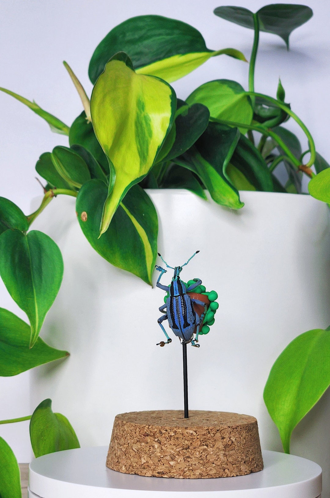 Real Eupholus Benneti Beetle Taxidermy With String of Pearls Succulent ...