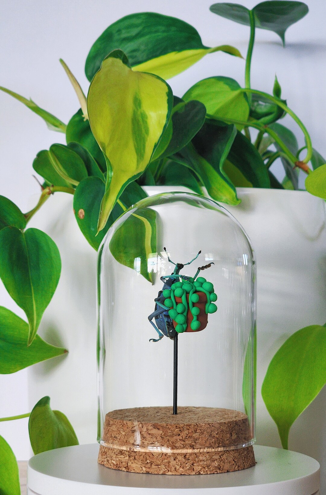 Real Weevil Beetle Bug Eupholus Benneti Taxidermy With Miniature String ...