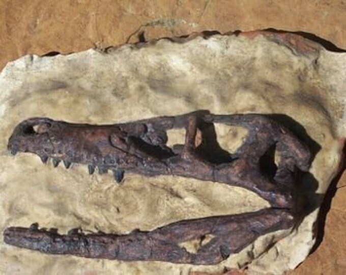 Velociraptor Skull in Matrix, Left Profile - Etsy