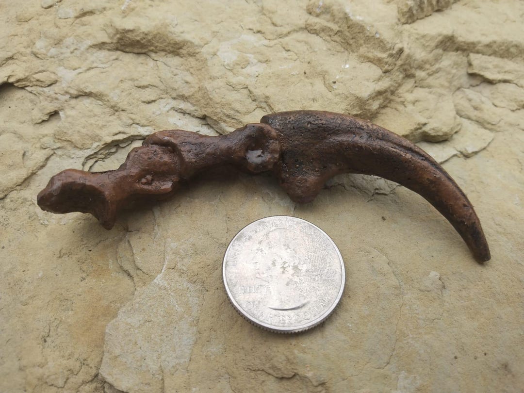 Velociraptor Claw With Finger Bones Fossil Dinosaur Jurassic Park - Etsy