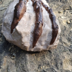 Fossil Dinosaur Full Allosaurus Hand and Arm Cast T-rex Jurassic ...