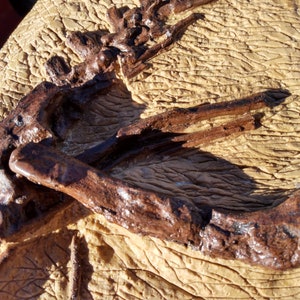 Heterodontosaurus in Matrix - Fossil- Dinosaur Stone Plate - Etsy