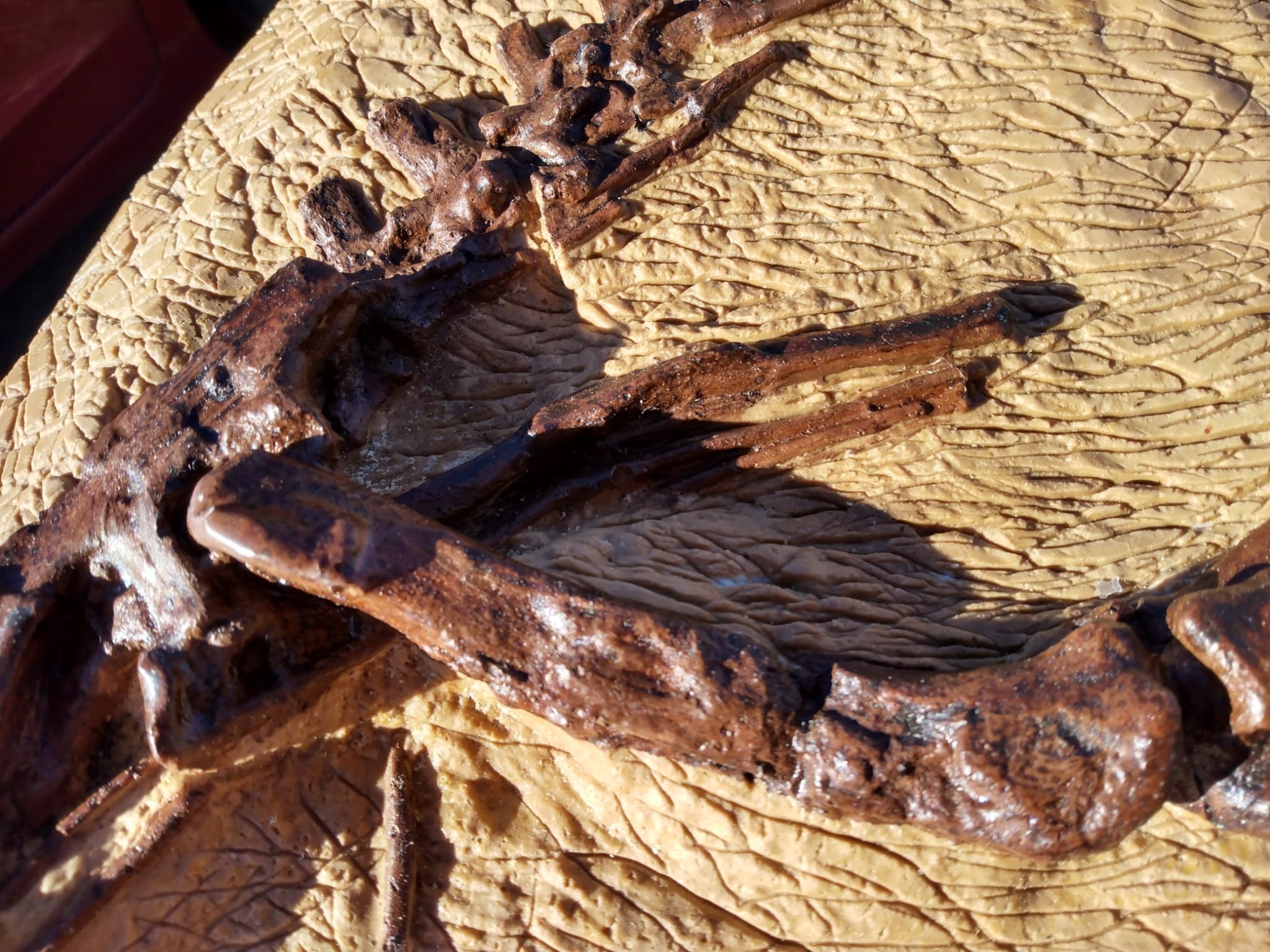 Heterodontosaurus Fossil Stone Plate: Dinosaur in Matrix - Etsy