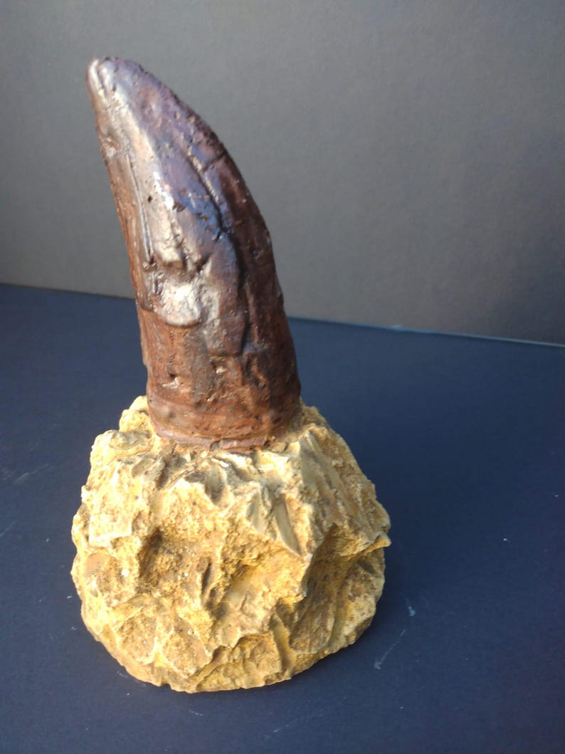Fossil Dinosaur T-rex Tooth in Matrix Velociraptor Stone Cretaceous ...