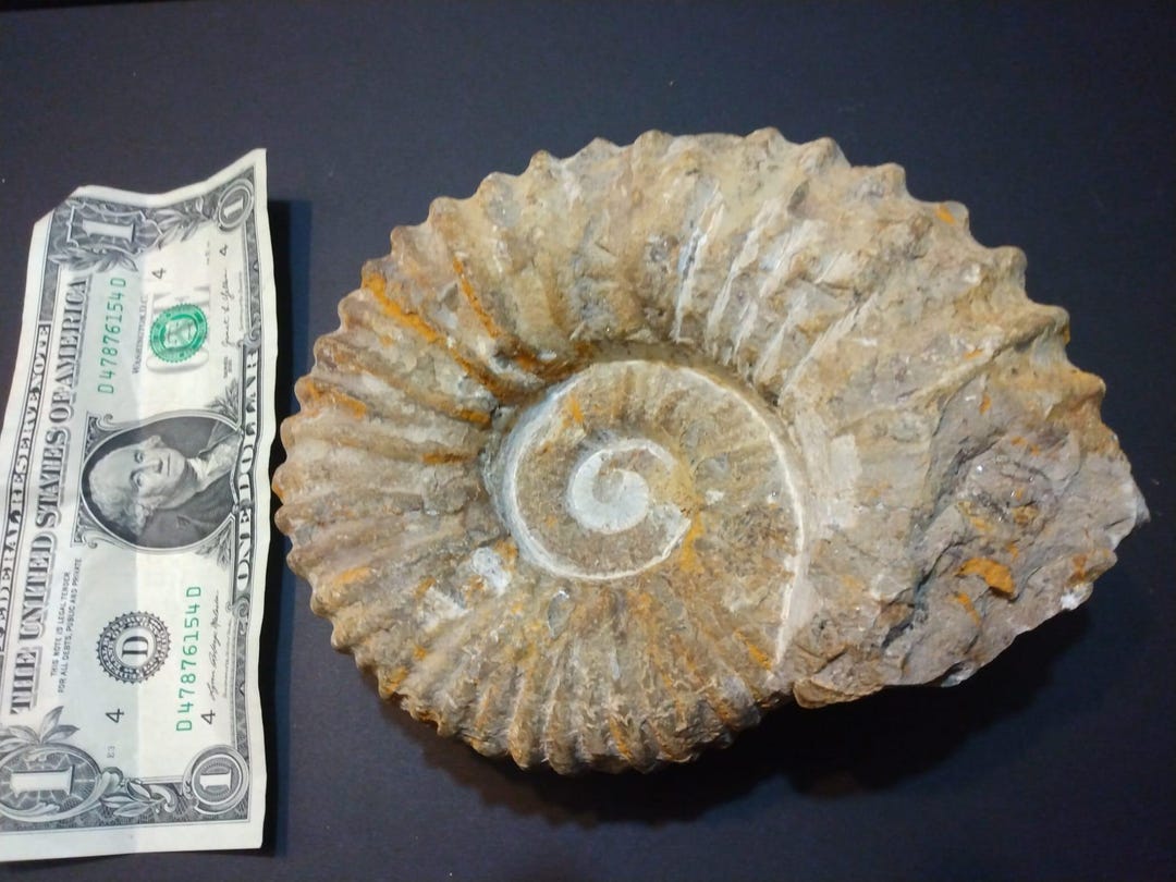 Large Ammonite Fossils 6" Natural Ammonite Fossil Dinosaur Cephalopod ...