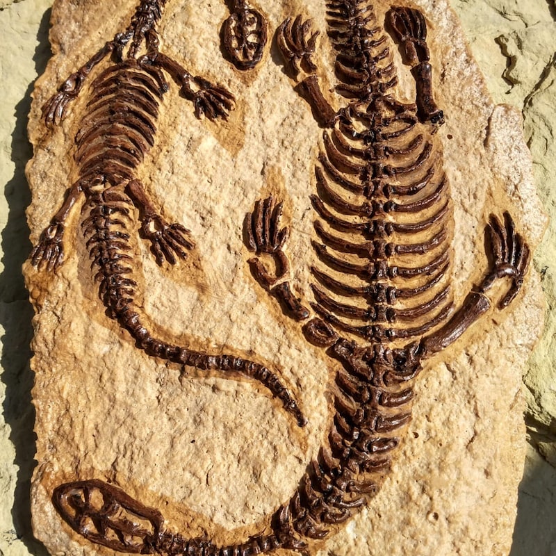Fossil Cast - Etsy