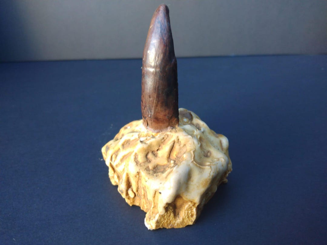 Allosaurus Fossil Dinosaur Tooth in Matrix T-rex Velociraptor Jurassic Cretaceous - Etsy