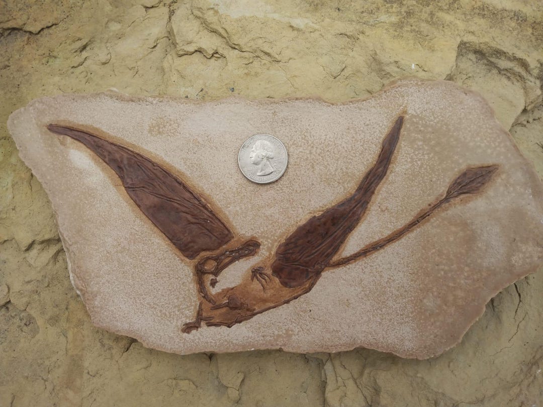 Rhamphorhyncus Fossil Dinosaur in Matrix From Musée De Sciences ...