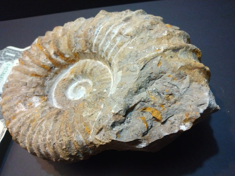 Large Ammonite Fossils 6" Natural Ammonite Fossil Dinosaur Cephalopod ...