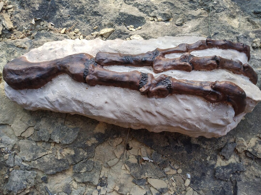 Fossil Dinosaur Full Allosaurus Hand and Arm Cast T-rex Jurassic ...