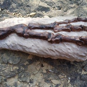 Fossil Dinosaur Full Allosaurus Hand and Arm Cast T-rex Jurassic ...