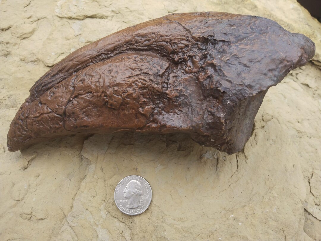 9 Inch T-rex Toe Claw Fossil Dinosaur Jurassic Park - Etsy