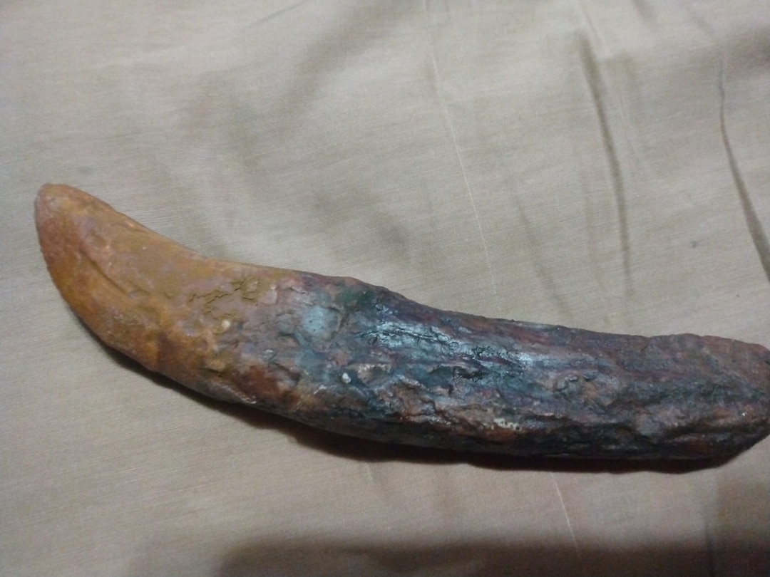 T-rex Tooth With Root Structure Fossil Dinosaur Tyrannosaurid - Etsy