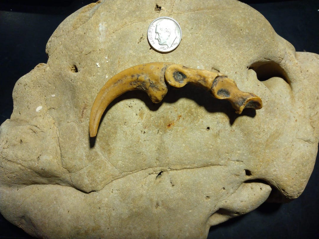 Velociraptor Claw With Finger Bones Fossil Dinosaur Jurassic Park - Etsy