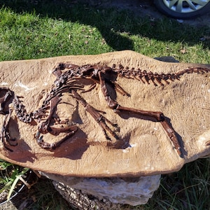 Heterodontosaurus in Matrix Fossil Dinosaur - Etsy