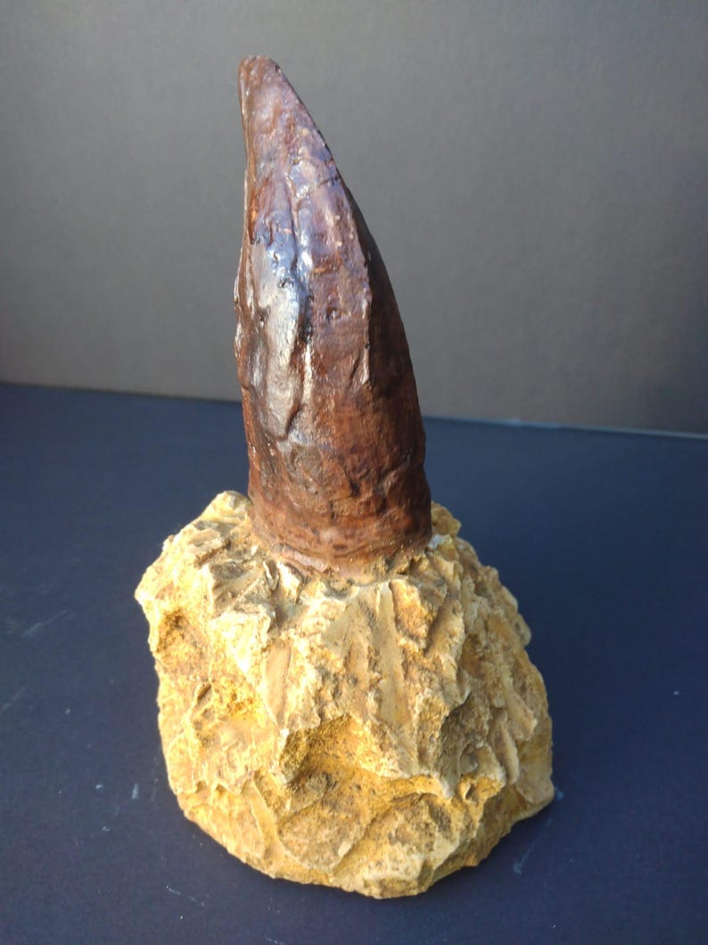 Fossil Dinosaur T-rex Tooth in Matrix Velociraptor Stone Cretaceous ...