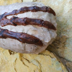 Fossil Dinosaur Full Allosaurus Hand and Arm Cast T-rex Jurassic ...