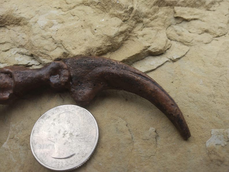 Velociraptor Claw With Finger Bones Fossil Dinosaur Jurassic Park - Etsy