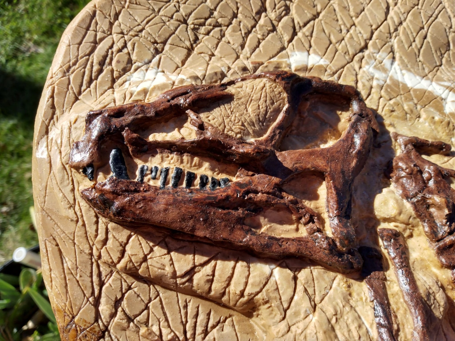 Heterodontosaurus Fossil Stone Plate: Dinosaur in Matrix - Etsy