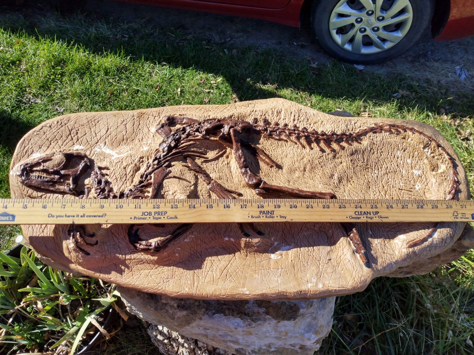 Heterodontosaurus Fossil Stone Plate: Dinosaur in Matrix - Etsy