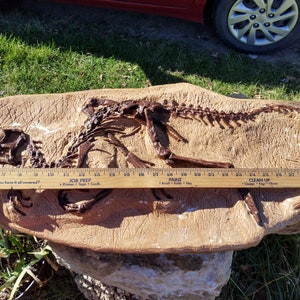 Heterodontosaurus in Matrix - Fossil- Dinosaur Stone Plate - Etsy